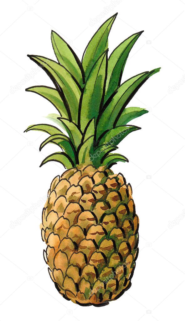 Fruta de piña. Dibujo de tinta y acuarela 2023