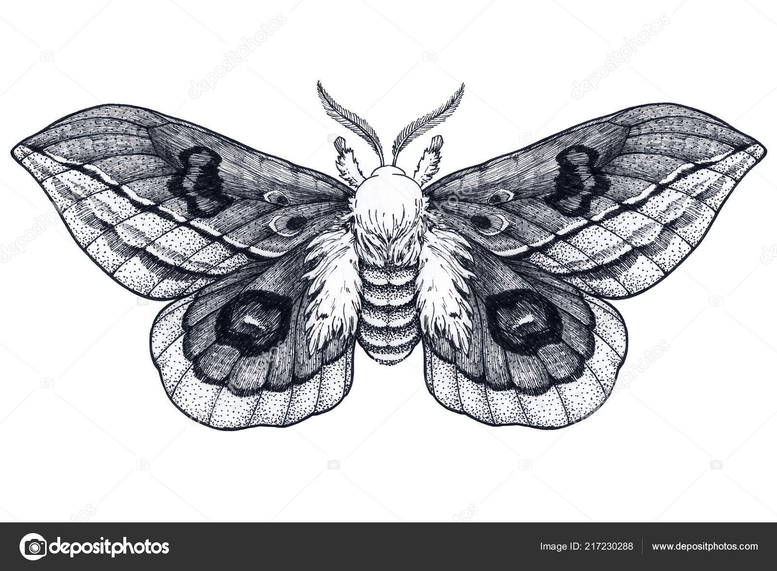 Hand drawn butterfly tattoo. Dotwork tattoo. Beautiful moth. Automeris ...