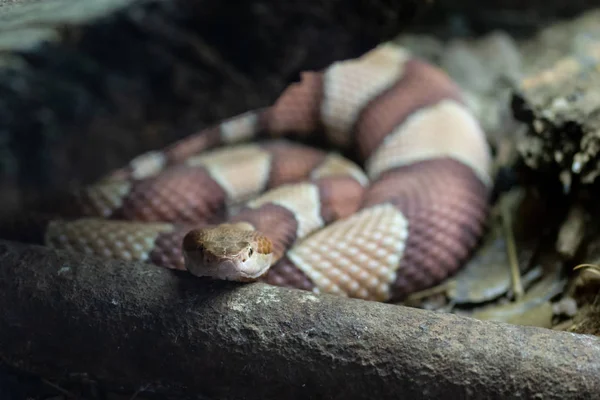 Naja nubiae. The Nubian spitting cobra is a species of spitting cobra ...