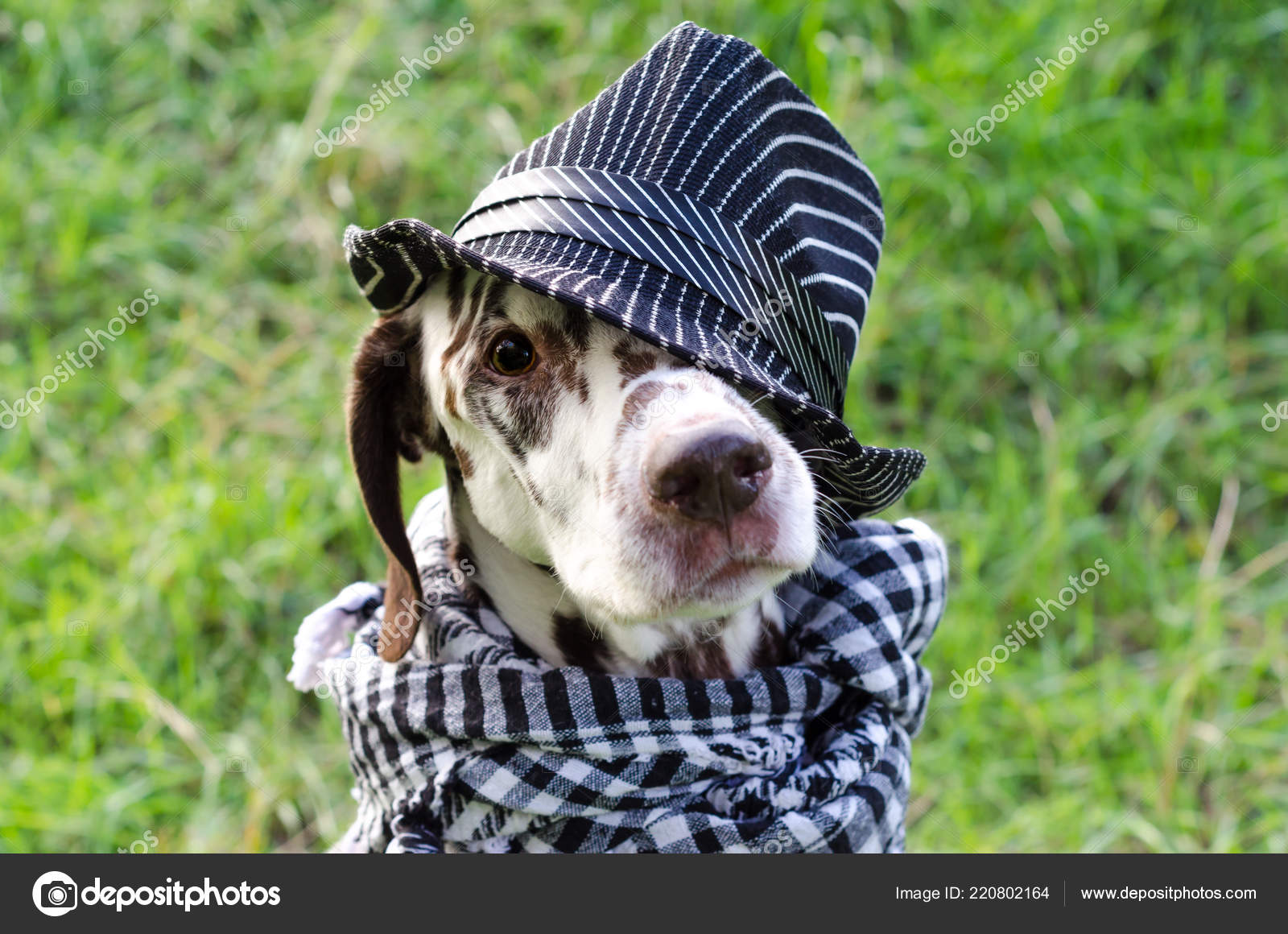 Dalmatian dog with brown spots in a striped hat and a plaid scarf ...