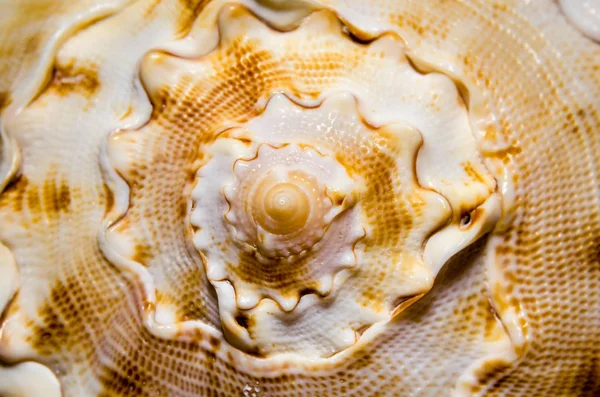 Shell macros Stock Photos, Royalty Free Shell macros Images | Depositphotos