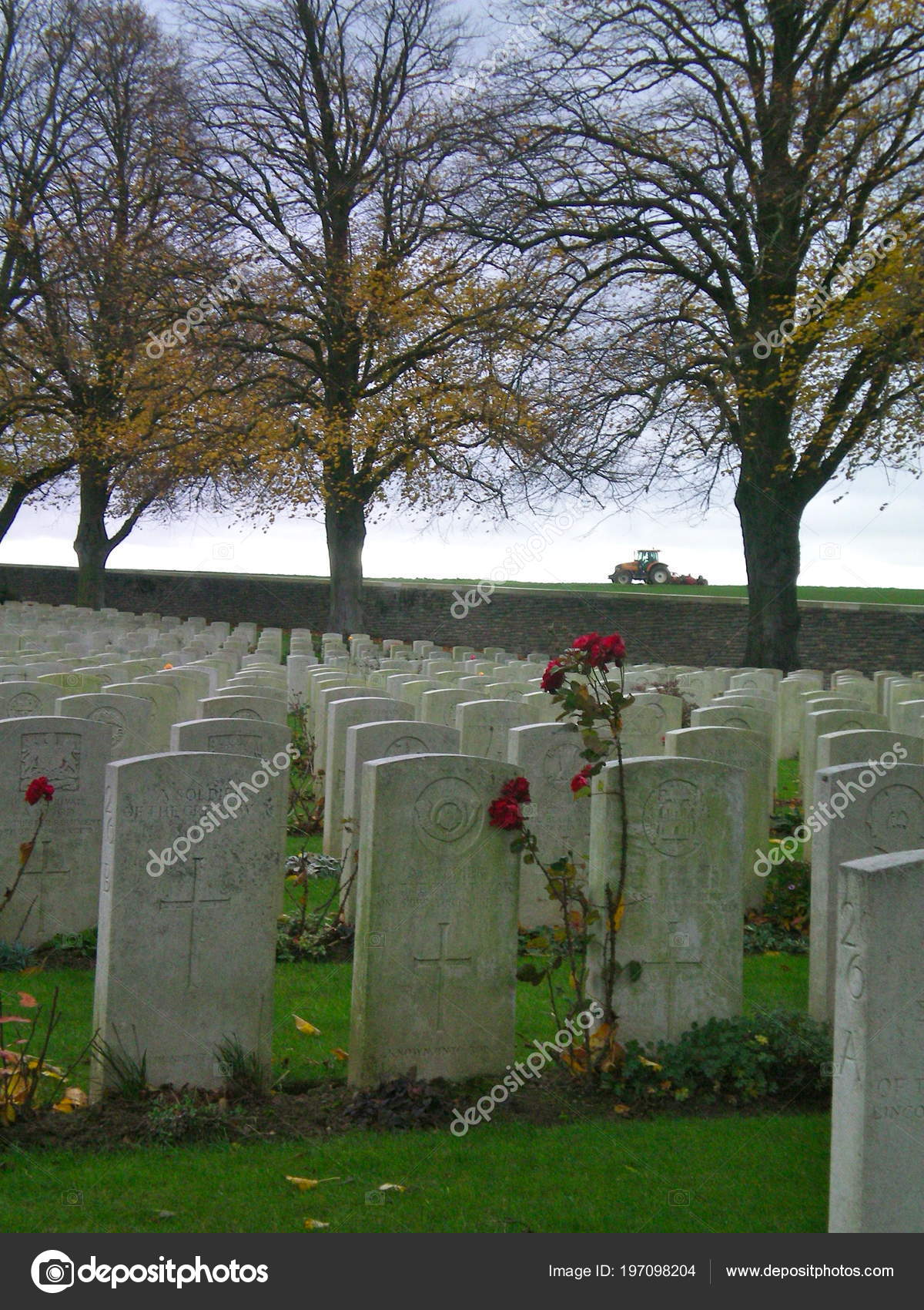 Row White Tombstones Field Red Rose Flowers One Tombstone Trees Stock ...