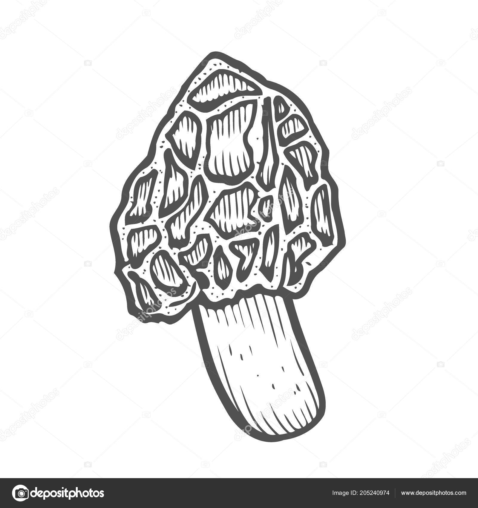 Truffle Mushroom Hand Drawn Vector Illustration Set Sketch Food Drawing ...