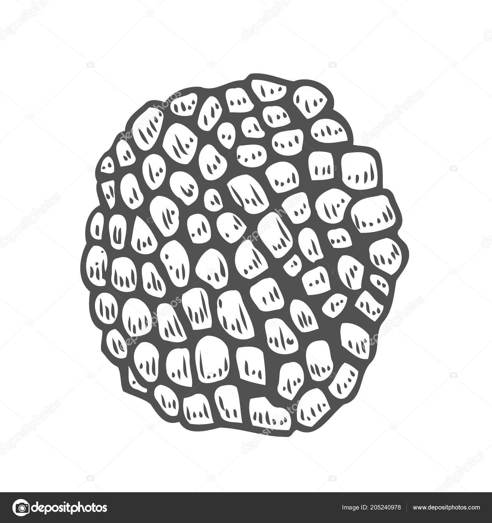 Truffle Mushroom Hand Drawn Vector Illustration Set Sketch Food Drawing ...