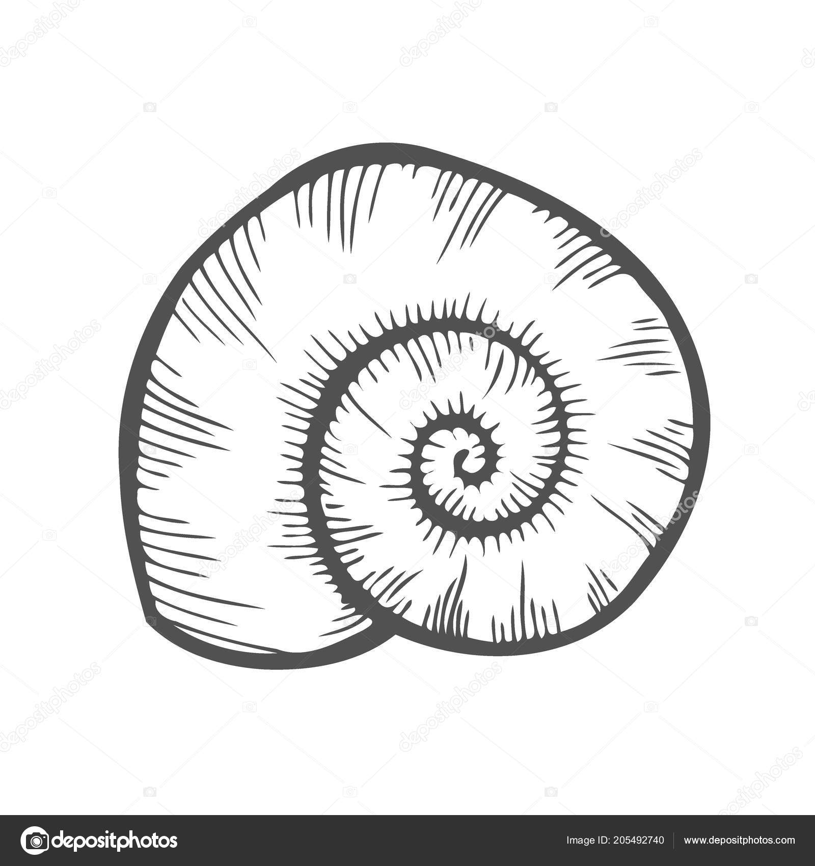 Vector Engraving Shell Isolated White Background Stock Vector Image by ...