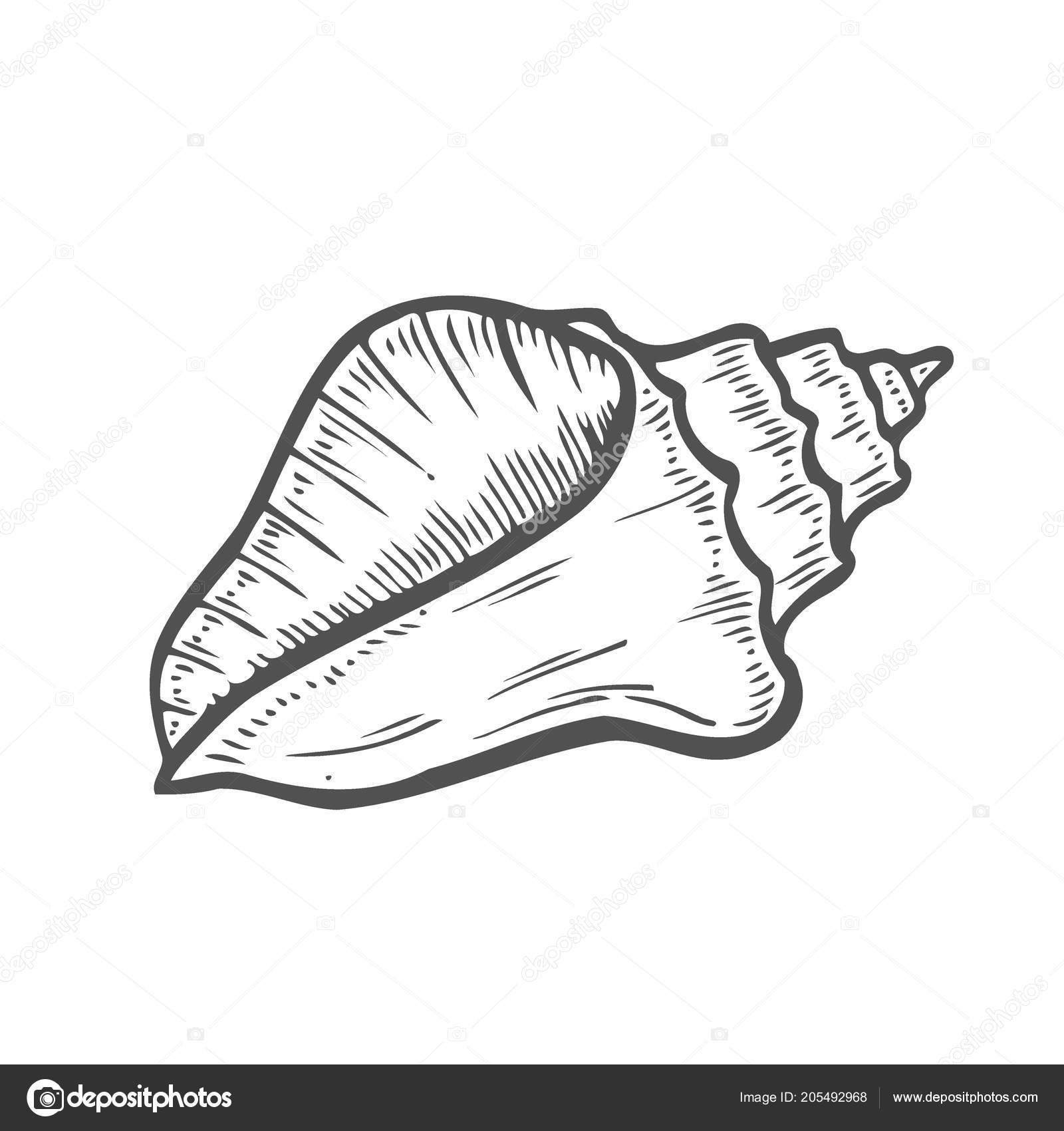 Vector Engraving Shell Isolated White Background Stock Illustration by ...