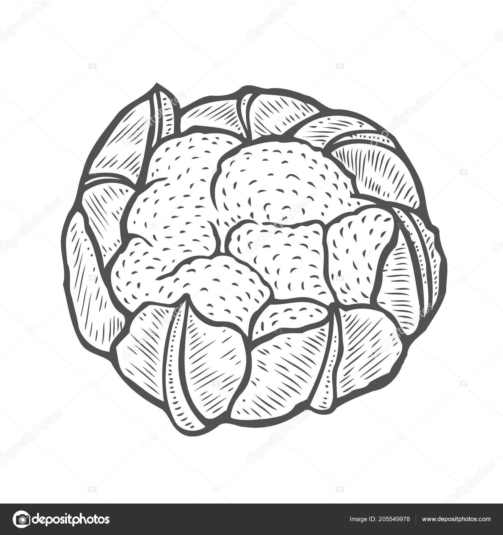 Cauliflower Hand Drawing Vegetables Vector Art Illustration Isolated ...