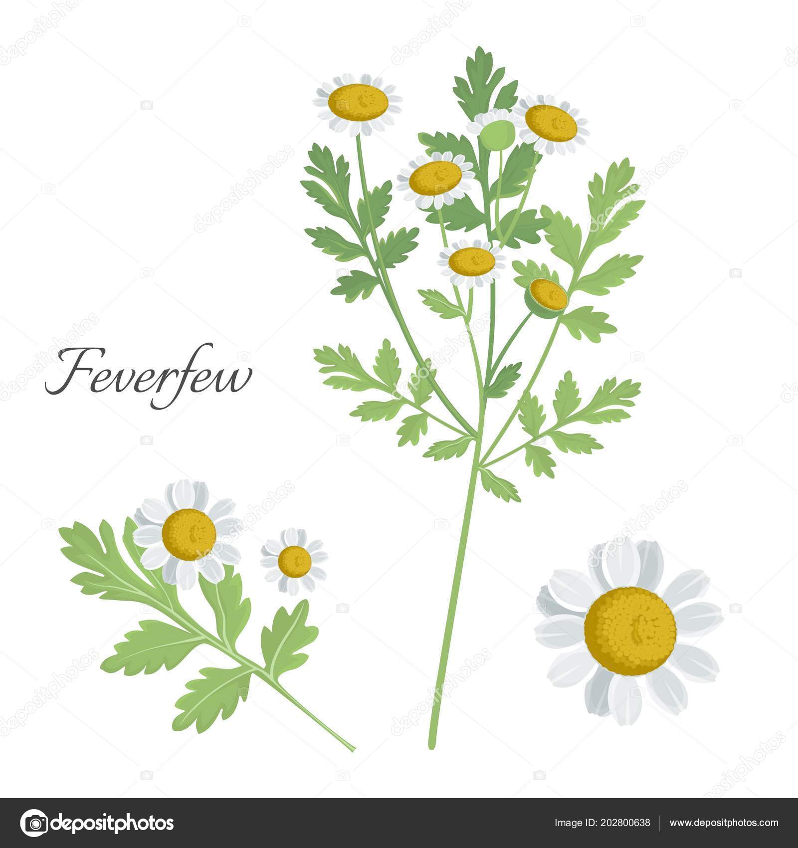 Feverfew Leaves