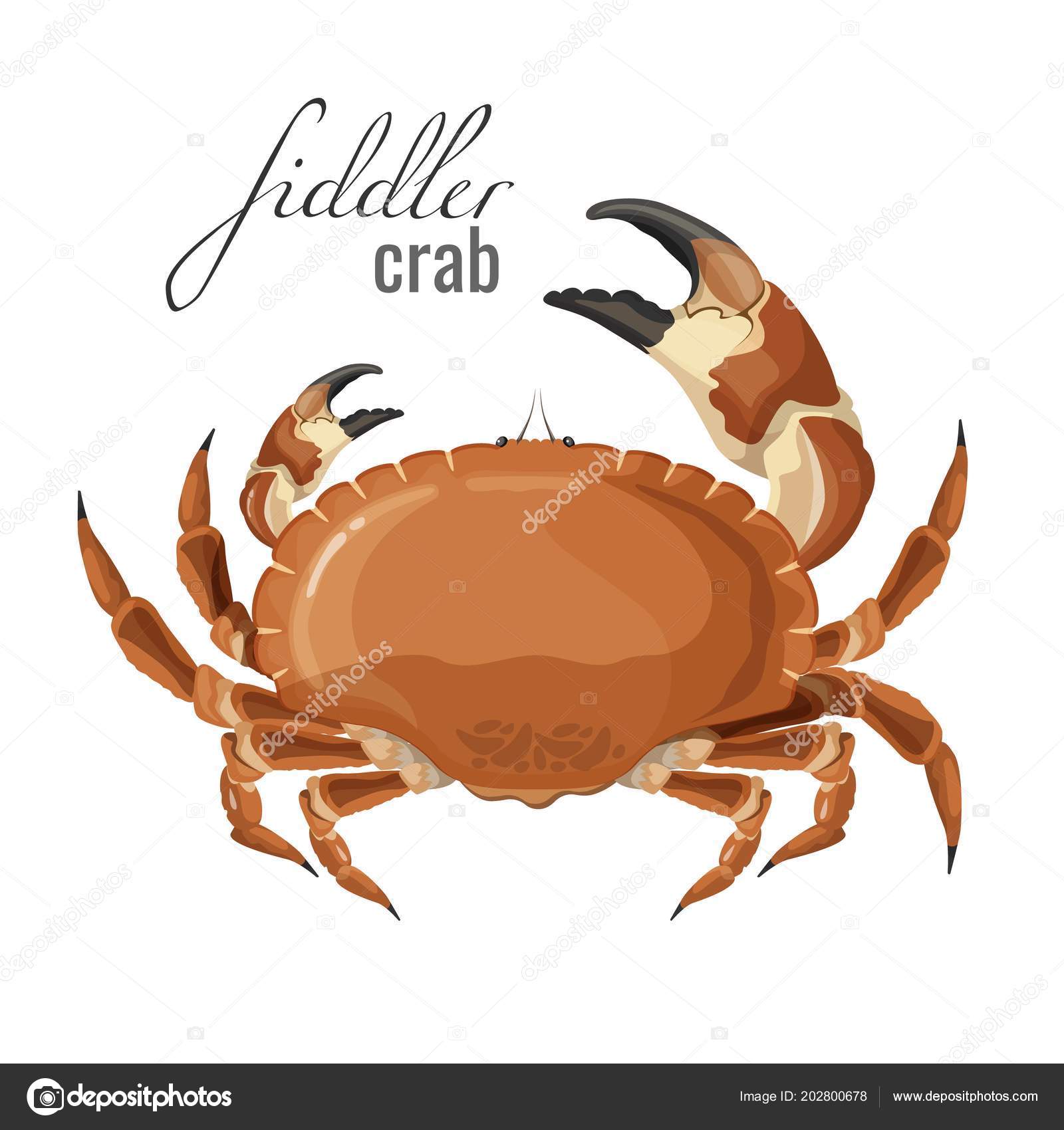 Fiddler Crab Worksheet