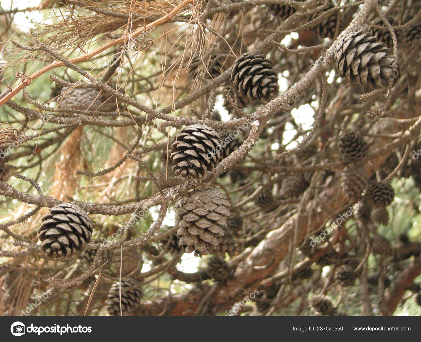 Bumps Branch — Stock Photo © Alex-F #237020550