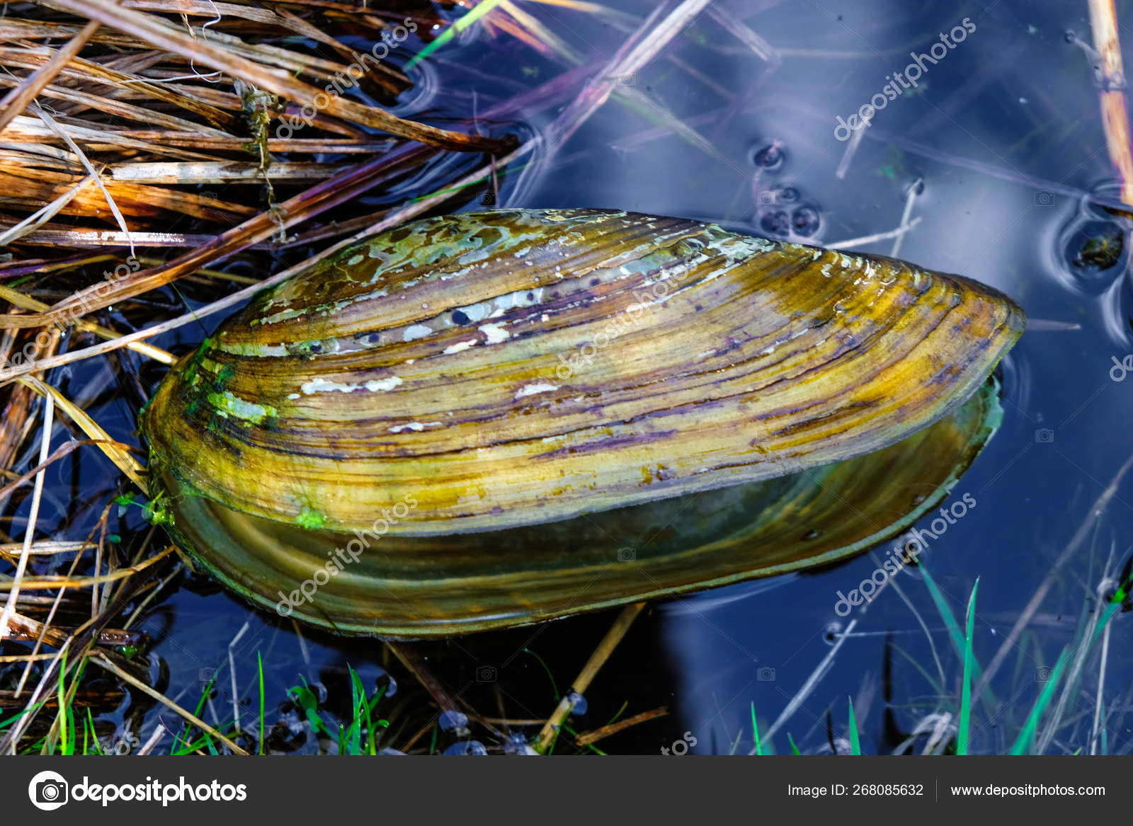 Concha Mejillón Agua Dulce Anodonta Cygnea Agua Limpia Del Río — Foto ...