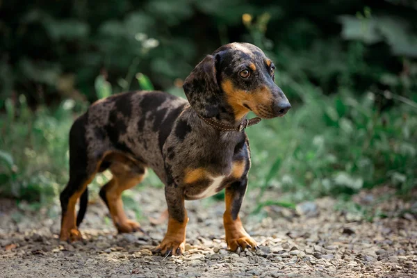Marble dachshund Stock Photos, Royalty Free Marble dachshund Images ...