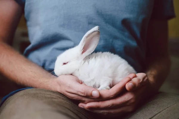 Rabbit man Images - Search Images on Everypixel