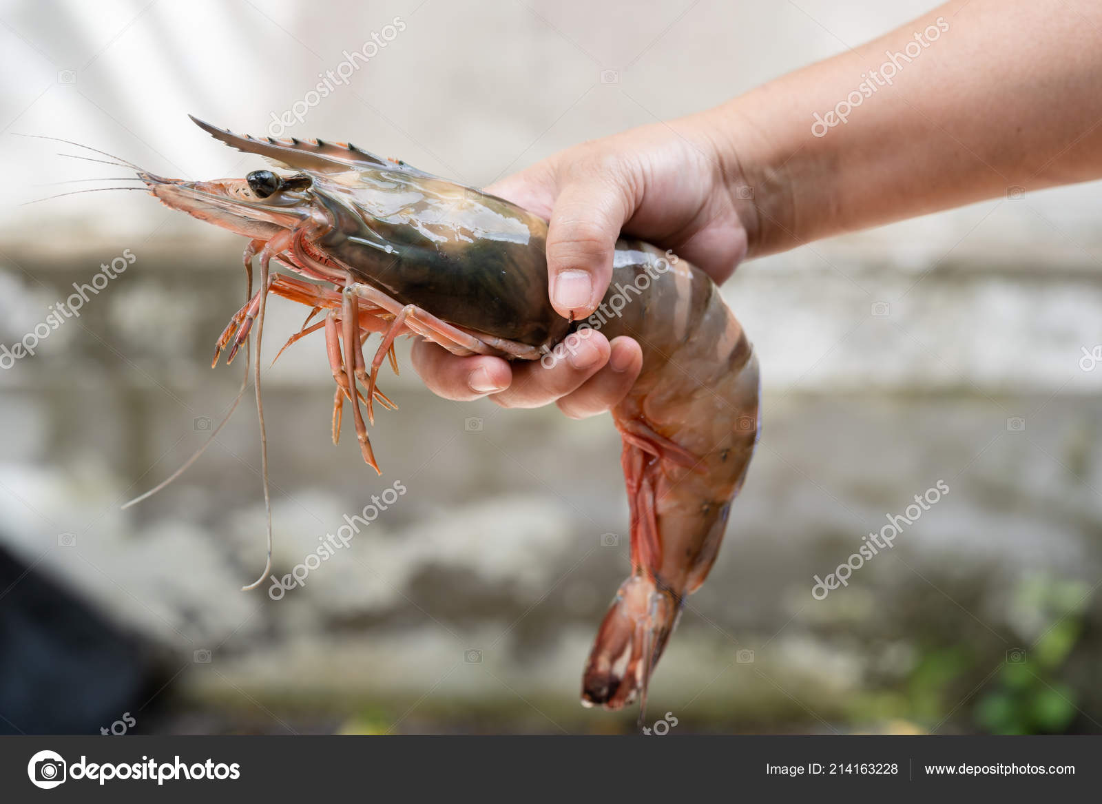 Shrimp Holding