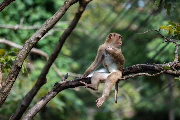 A cute Monkey on the tree ,Monkey Climbing Tree. - Stock Image - Everypixel