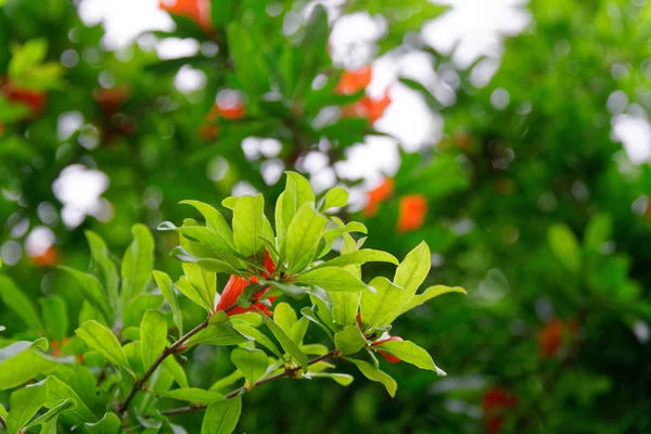 Philippine tea tree Stock Photos, Royalty Free Philippine tea tree ...