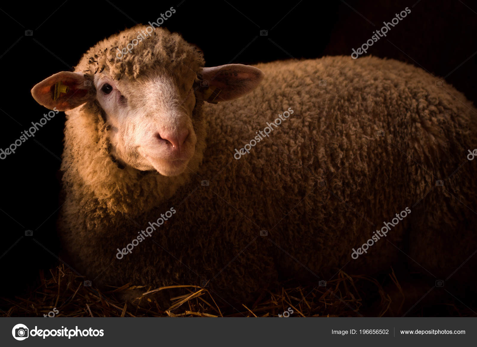 Sheep Hay Sty Dark Background Livestock Domestic Animal Farm Animal ...