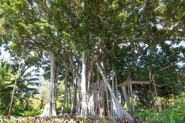 Ficus tree Images - Search Images on Everypixel