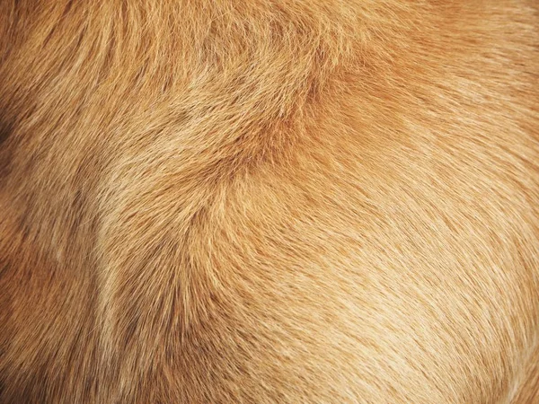 Brown dog fur background or texture - Stock Image - Everypixel