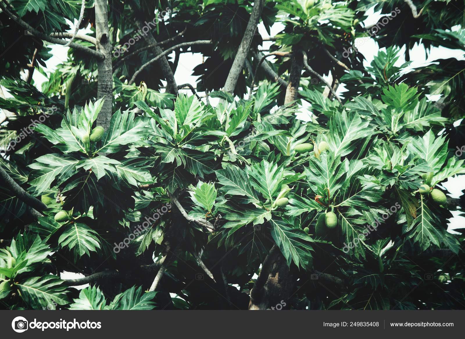 Pan Hojas Árbol: fotografía de stock © luknaja #249835408 | Depositphotos