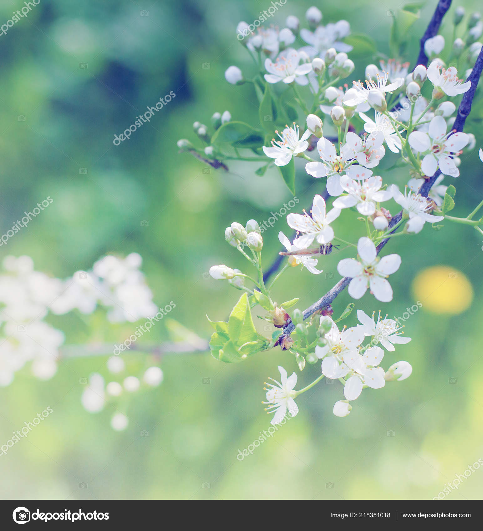 Closeup View Fresh Tree Branches Flowers Blurred Background Stock Photo ...