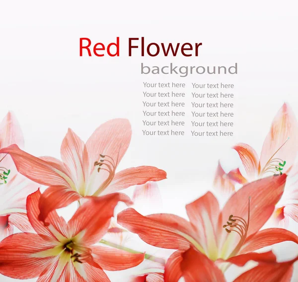 Grafika kwiat czerwony php Stock Photos, Royalty Free Grafika kwiat ...