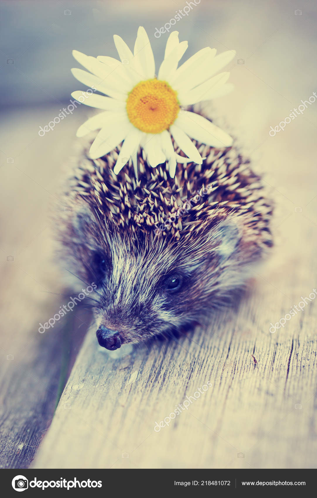Cute Small Hedgehog Nature Background ⬇ Stock Photo, Image by ...