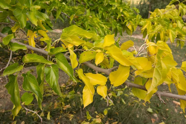 Cercis foliar Stock Photos, Royalty Free Cercis foliar Images ...