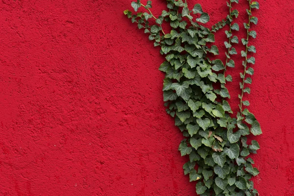 Ivy sur le mur rouge images libres de droit, photos de Ivy sur le mur ...