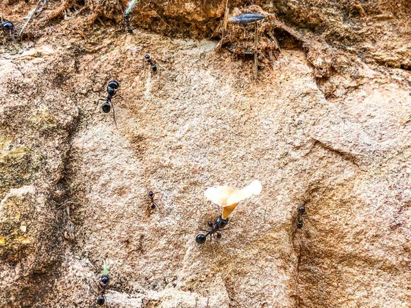 Ant temple stok fotoğraflar | Ant temple telifsiz resimler, görseller ...