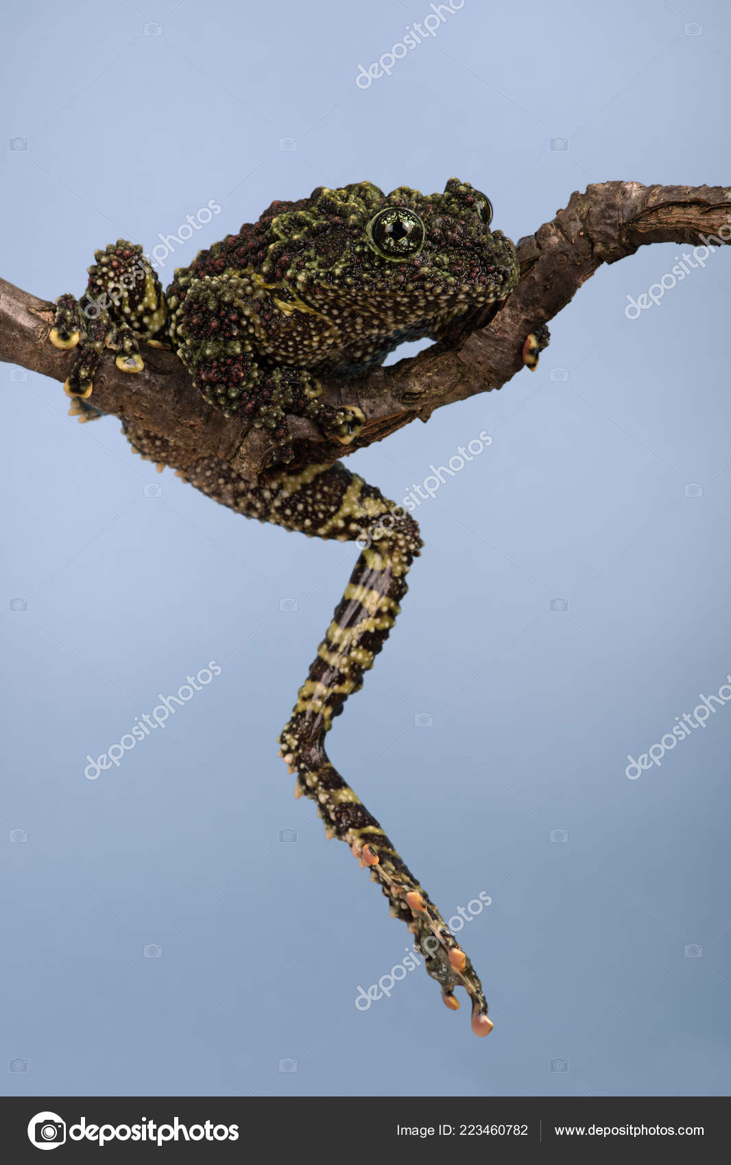 Vietnamese Mossy Frog Theloderma Corticale Thin Branch Stock Photo by ...