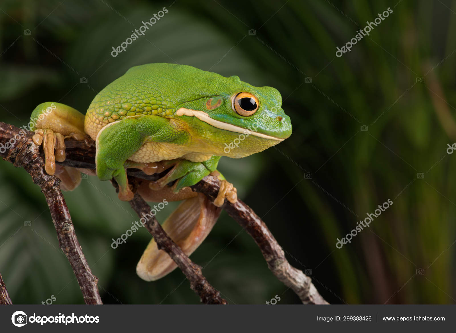 White Lipped Tree Frog Litoria Infrafrenata Thick Jungle Foliage Stock ...