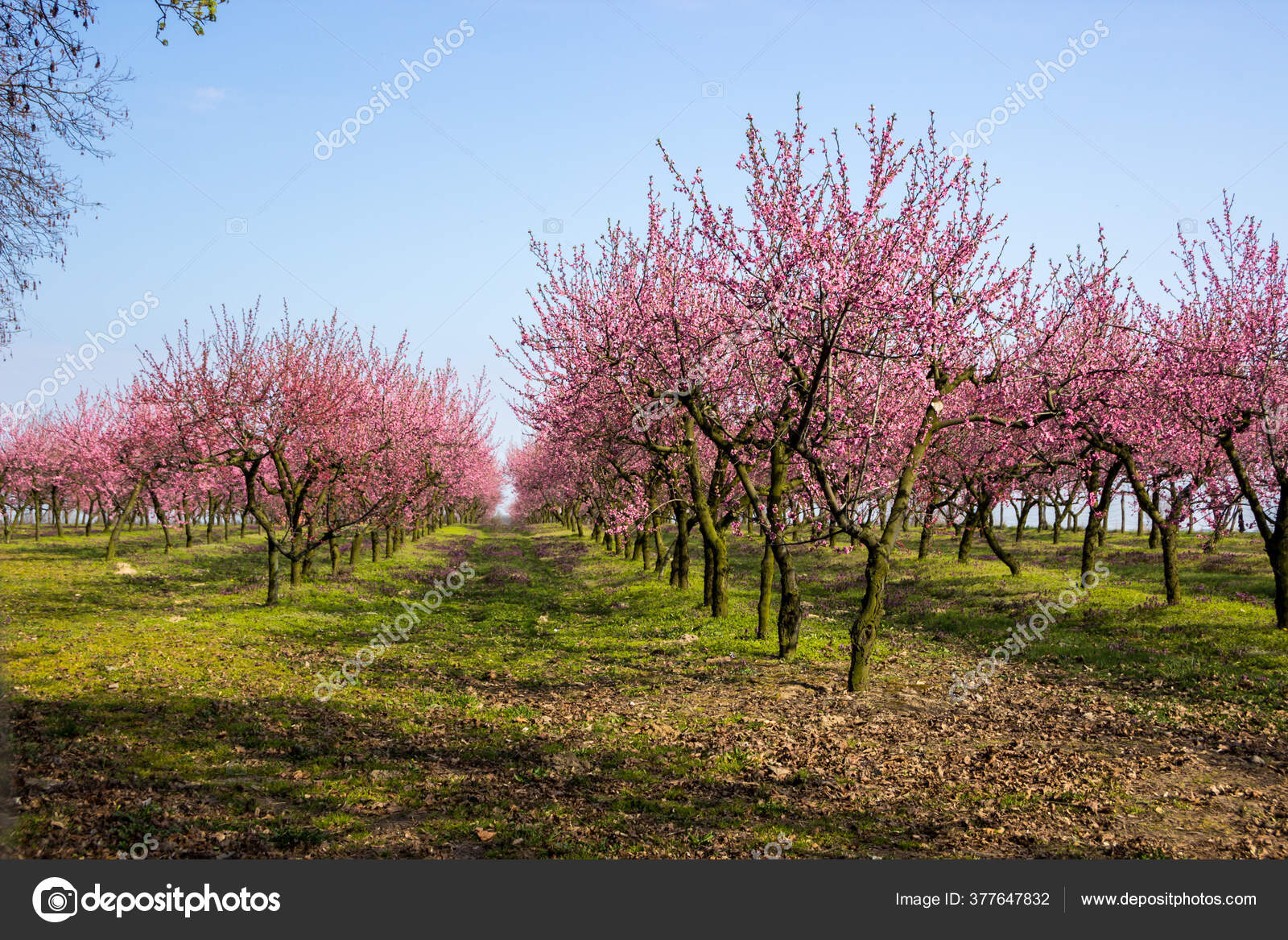 Cherry Orchard In Bloom