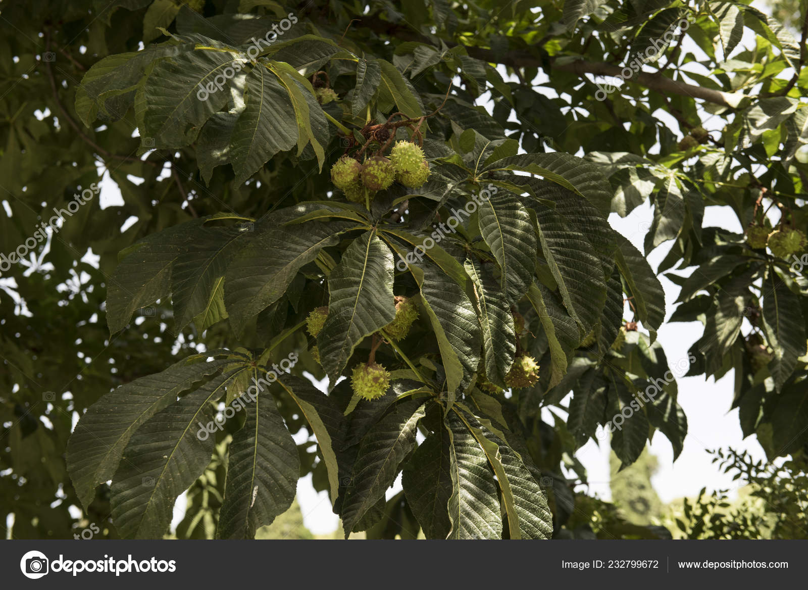 Cherimoya Tree