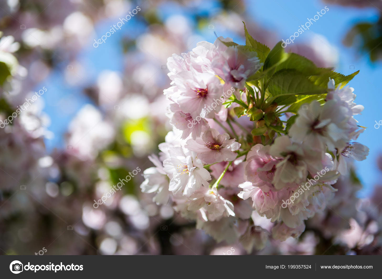 Selective Focus Flowers Branches Cherry Blossom Tree — Stock Photo ...