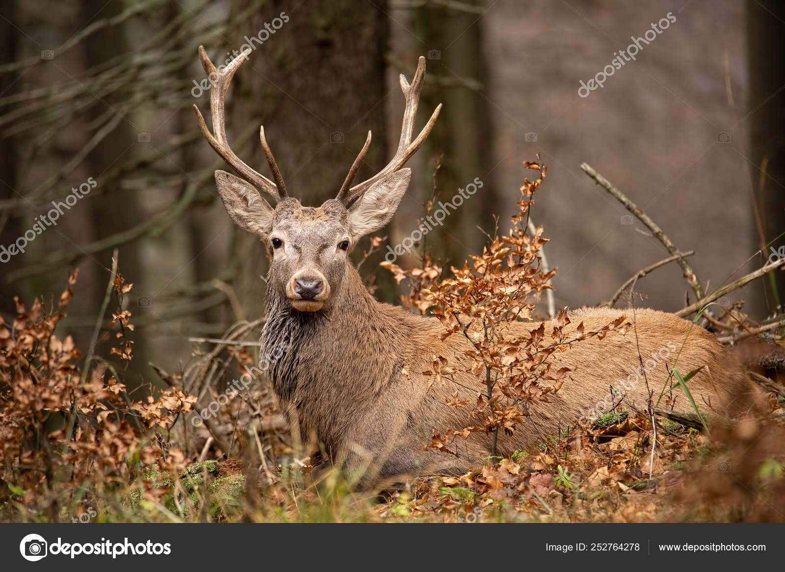 Fall Scenery With Deer