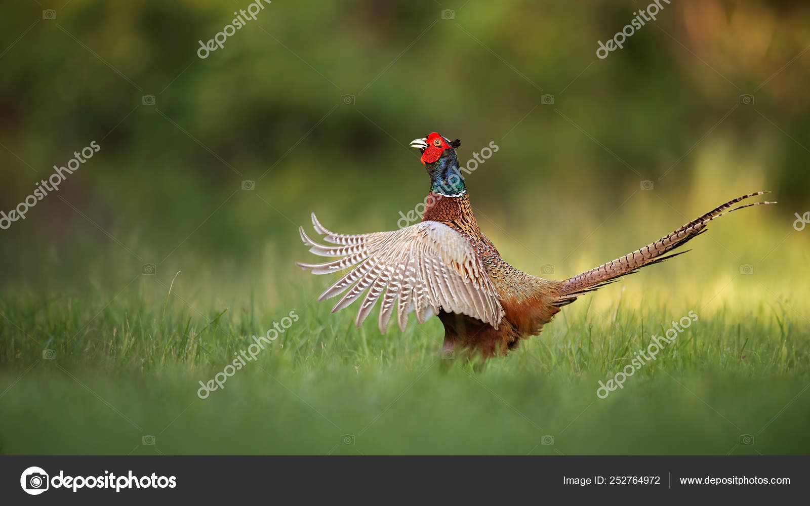 Male common pheasant, phasianus colchicus rooster showing off. Stock ...