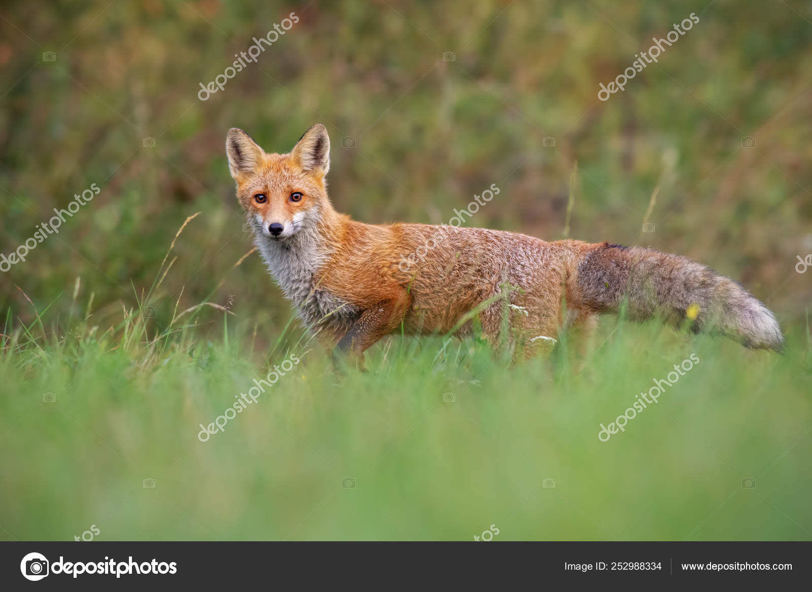 Red fox from low angle standing on a meadow in autumn — Stock Photo ...