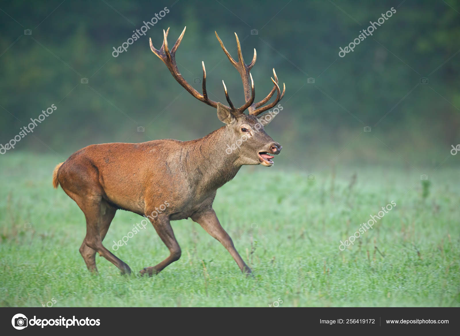Wild red deer stag running fast with mouth open Stock Photo by ...