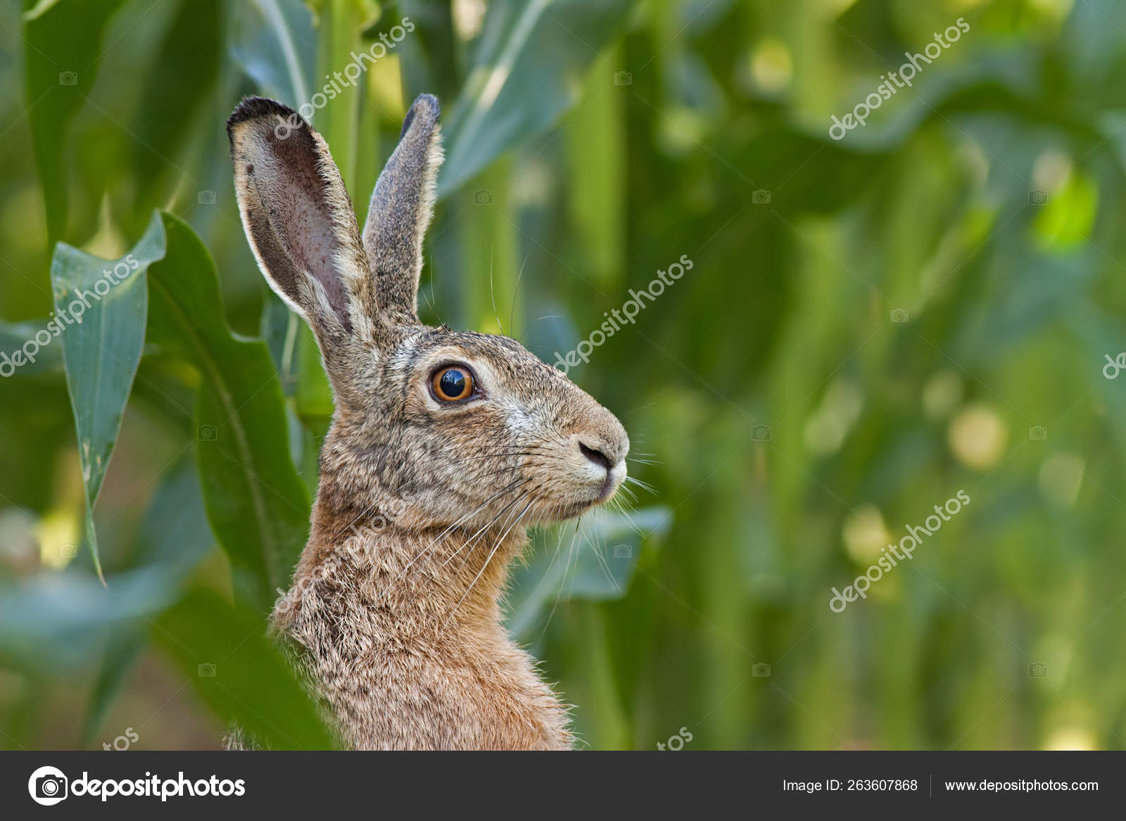 Lepus Europaeus