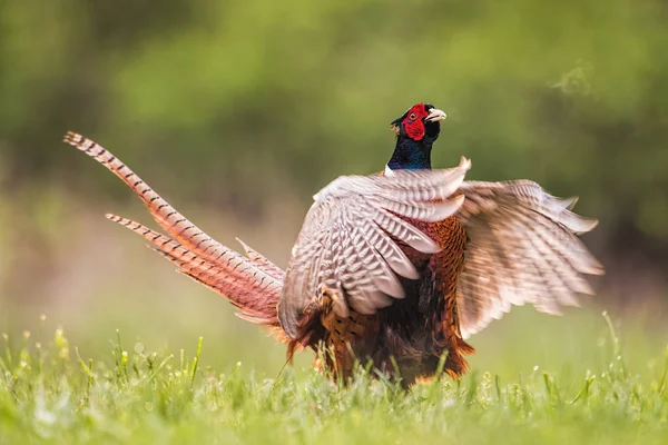 Mating behavior Stock Photos, Royalty Free Mating behavior Images ...