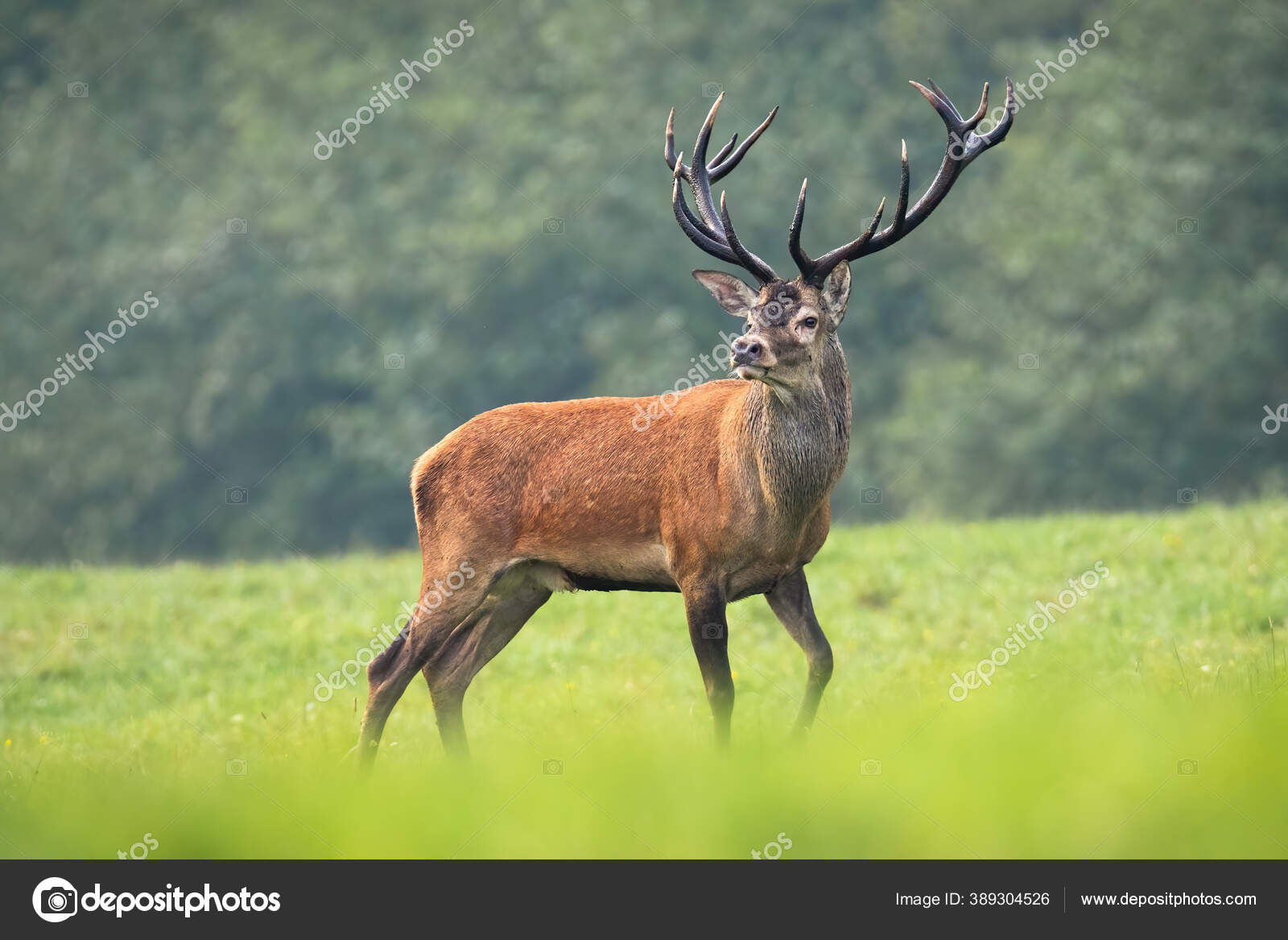 Stag Animal