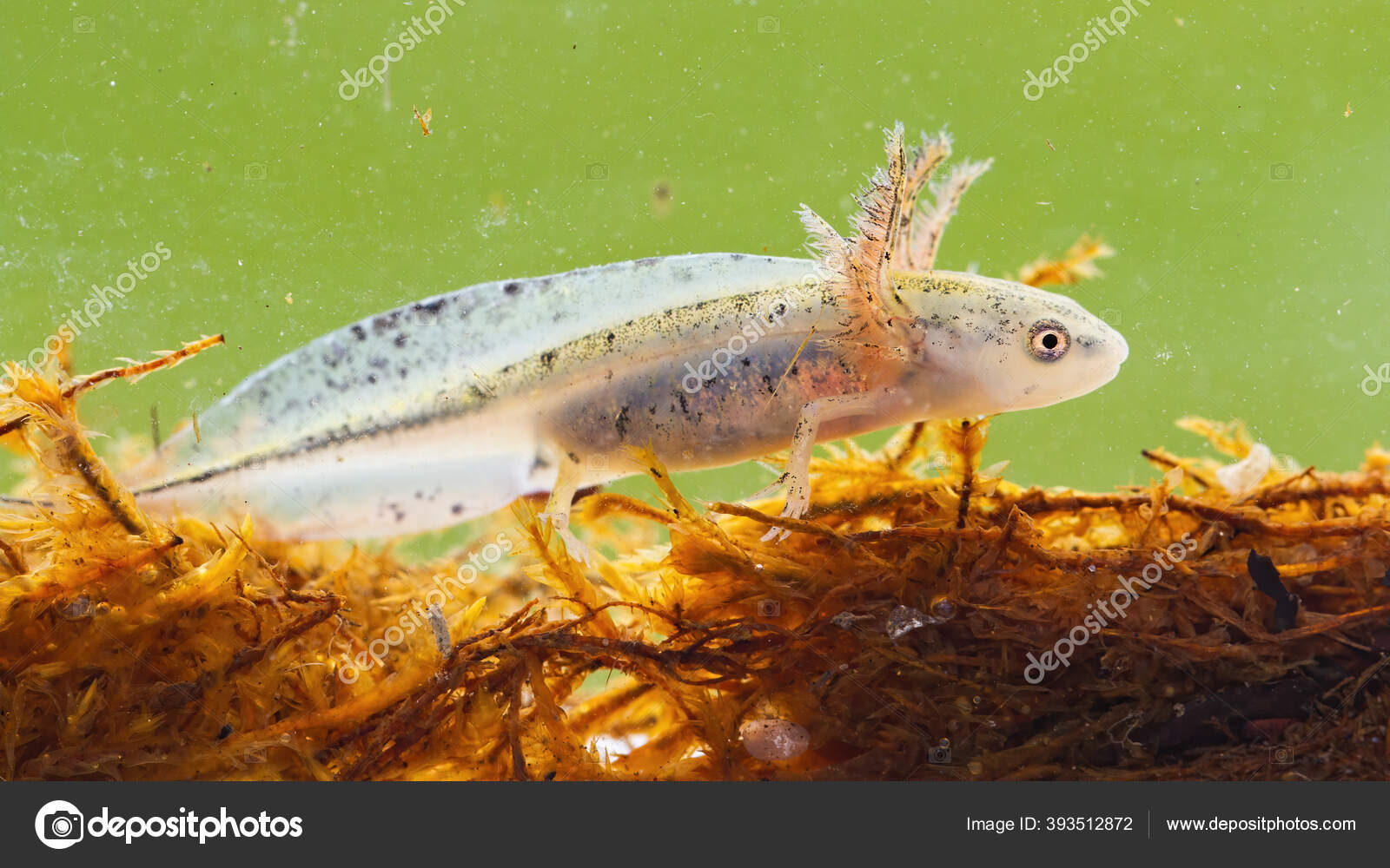 Danube crested newt larva swimming in wetland among kelp. — Stock Photo ...
