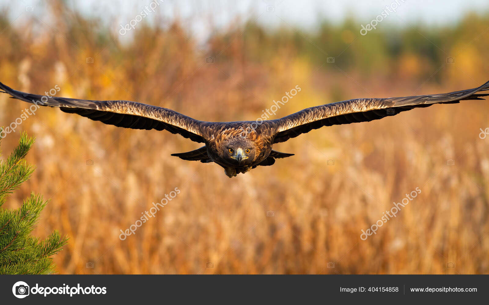 Golden Eagle Flying