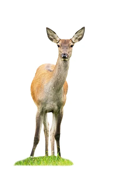 Roe deer doe standing on grass isolated on white background. — Stock ...