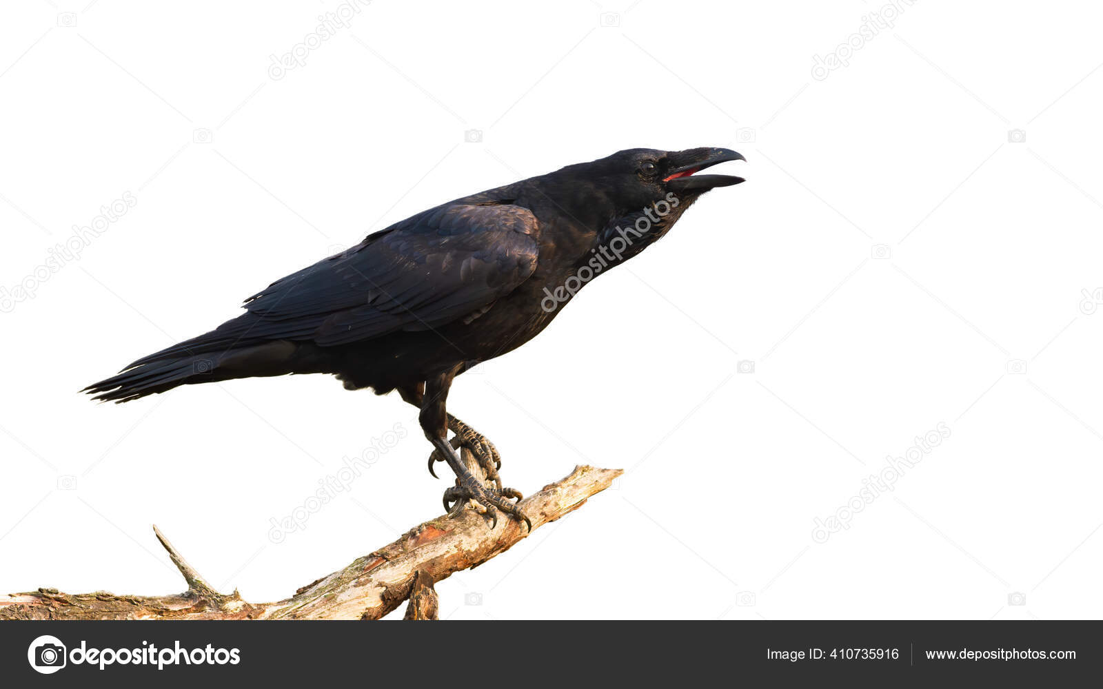 Common raven calling on branch isolated on white background. — Stock ...