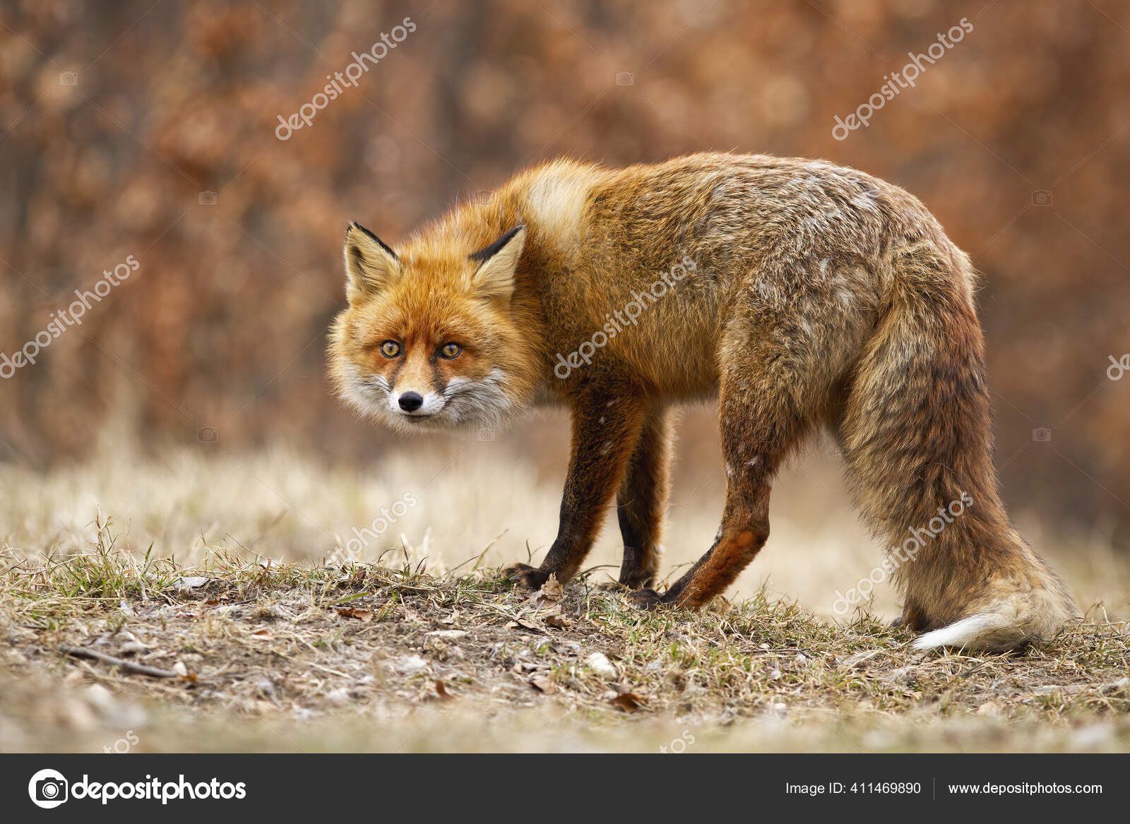 Sneaking Fox
