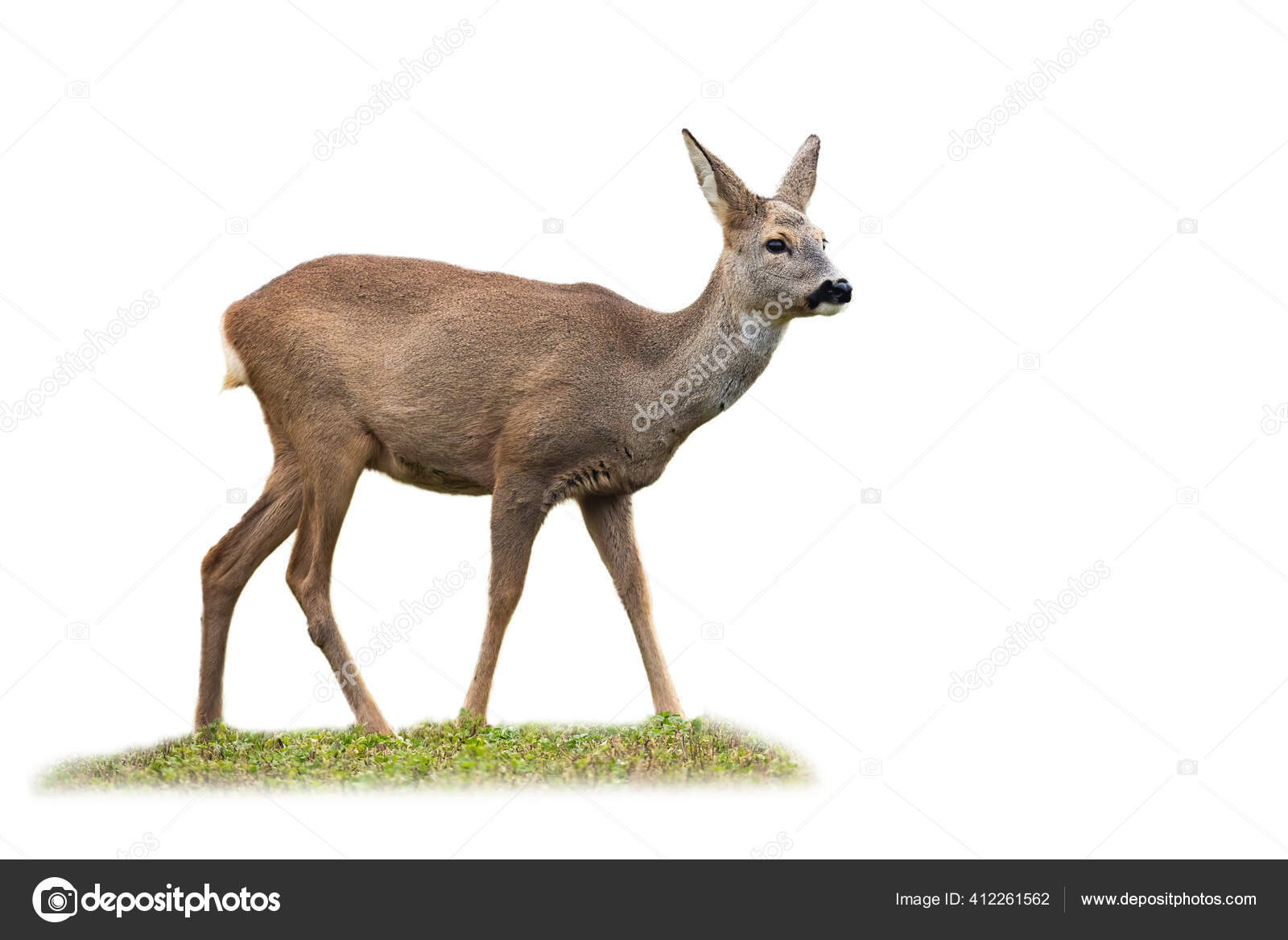 Roe deer doe standing on grass isolated on white background. — Stock ...