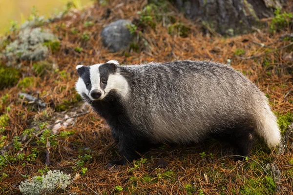 European badger Stock Photos, Royalty Free European badger Images ...