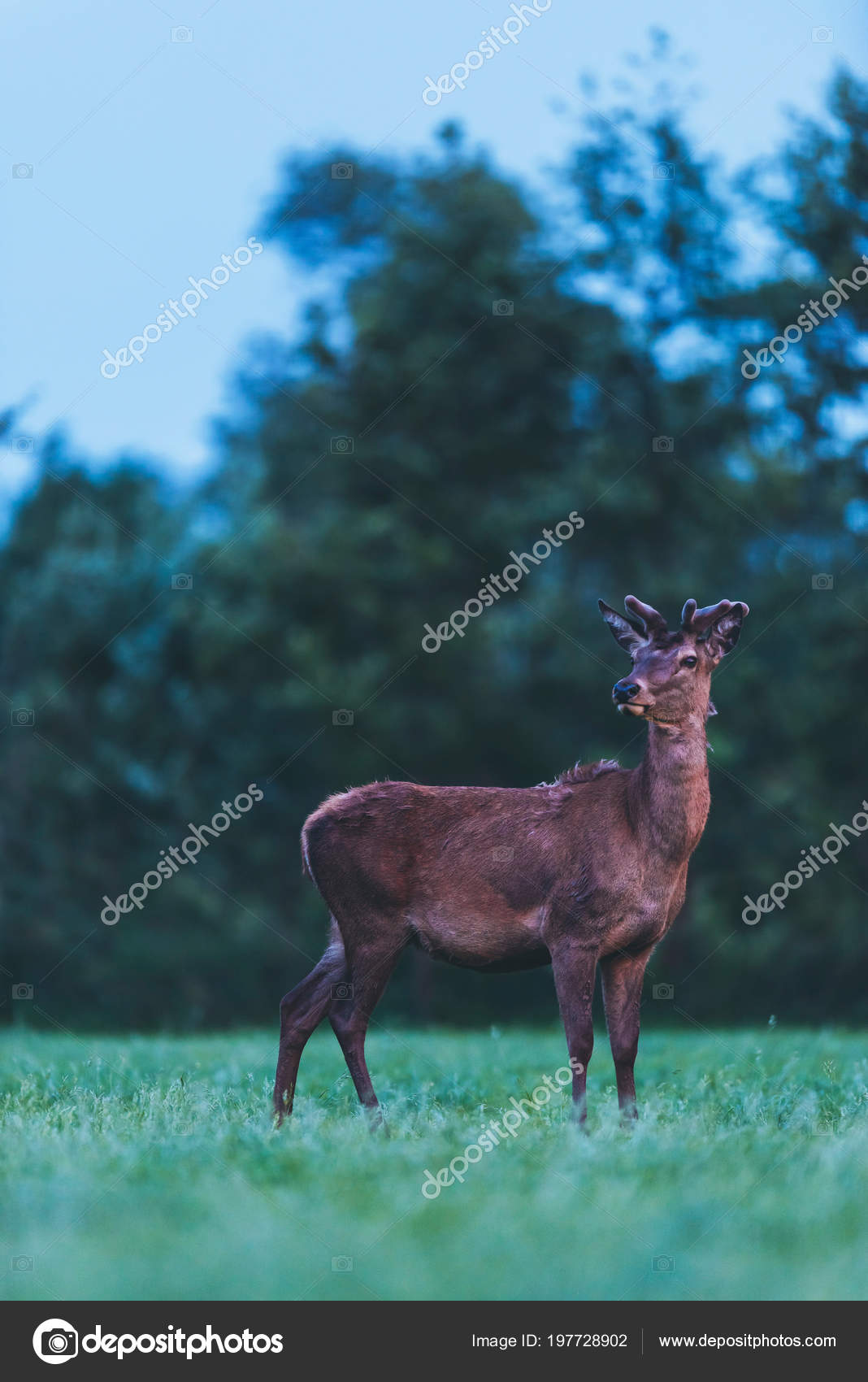 Young Red Deer Buck Spring Landscape Dusk Stock Photo by ©ysbrand 197728902